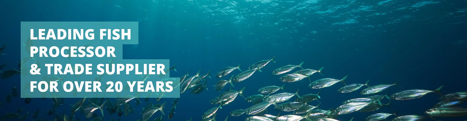 Homepage - Sean Ward Fish Exports LtdSean Ward Fish Exports Ltd